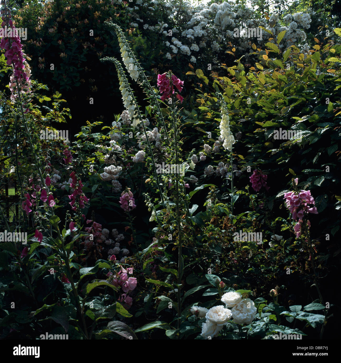 White foxgloves border hi-res stock photography and images - Alamy