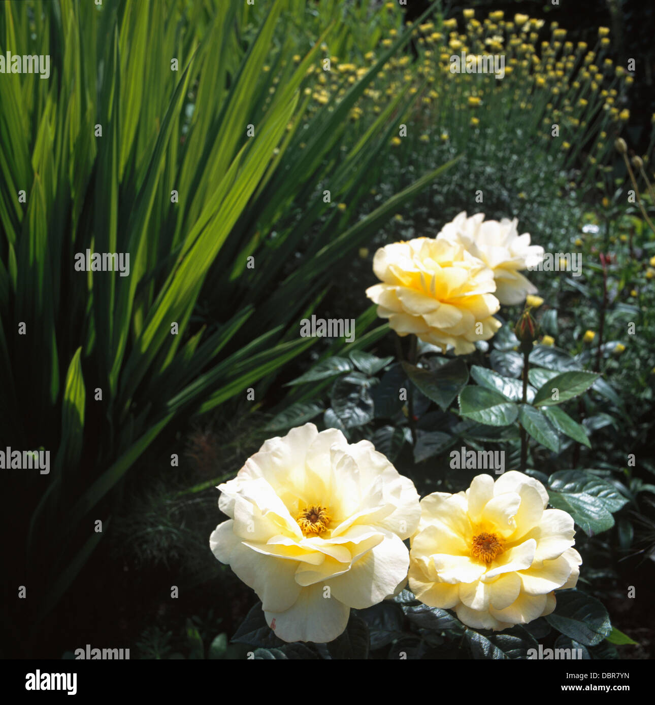 Gardens a z rose hi-res stock photography and images - Alamy