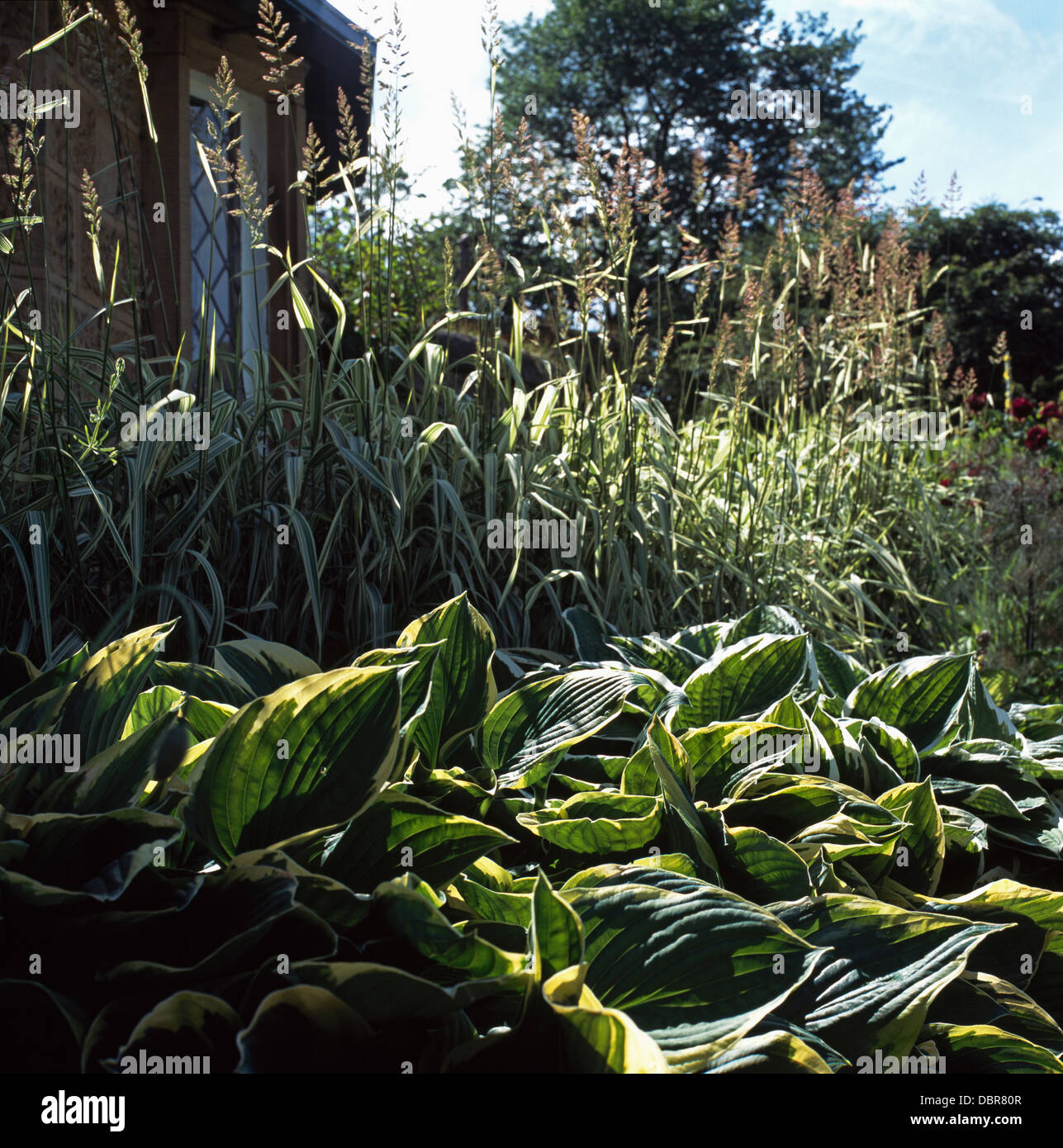 Tall grasses border hi-res stock photography and images - Alamy