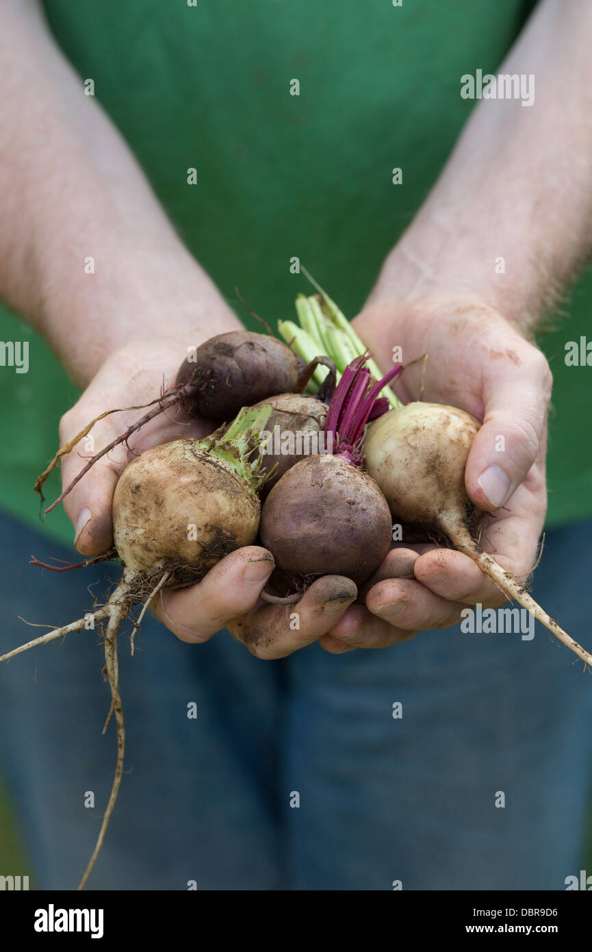 Beta vulgaris hands hi-res stock photography and images - Alamy