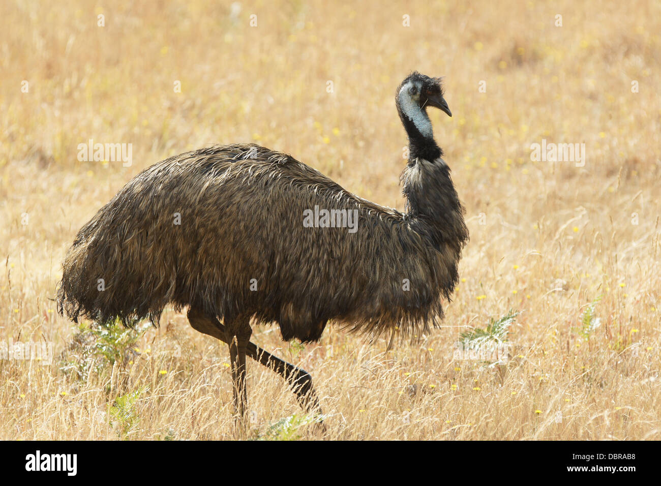 Emu, Tasmania, Australia Stock Photo - Alamy