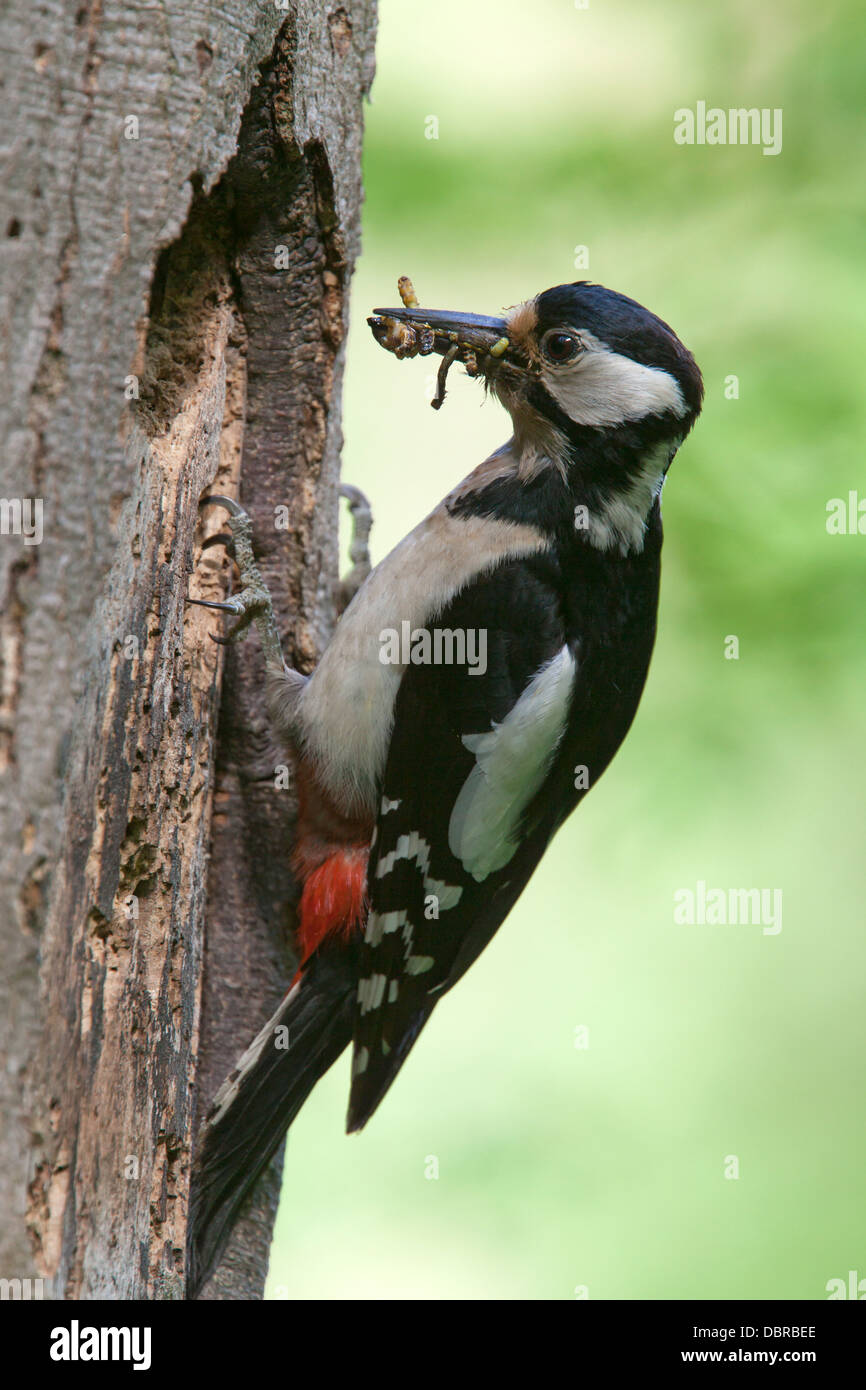 Great Spotted Woodpecker / Dendrocopos major Stock Photo - Alamy