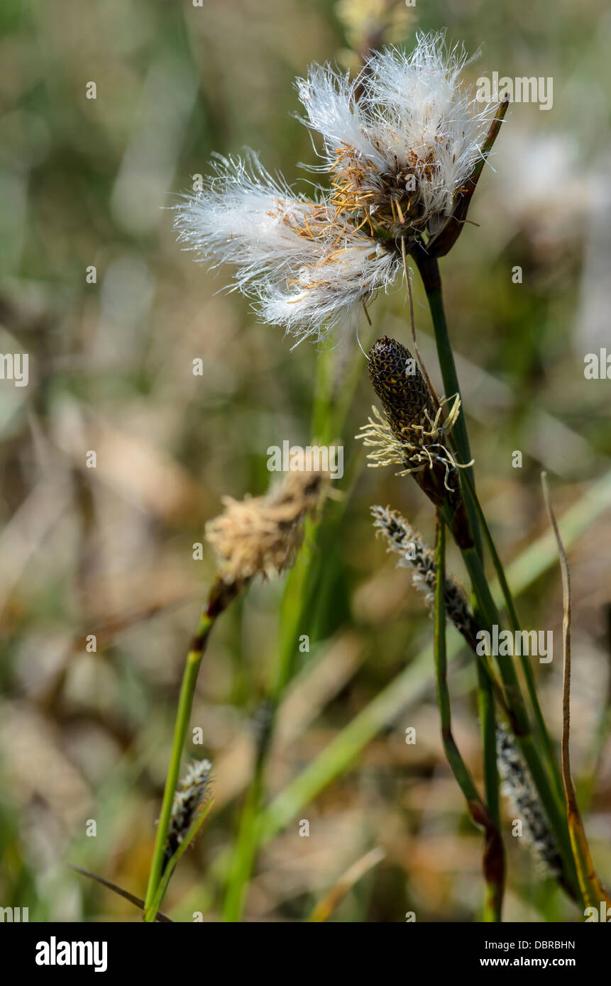 The moor flowers! Stock Photo - Alamy