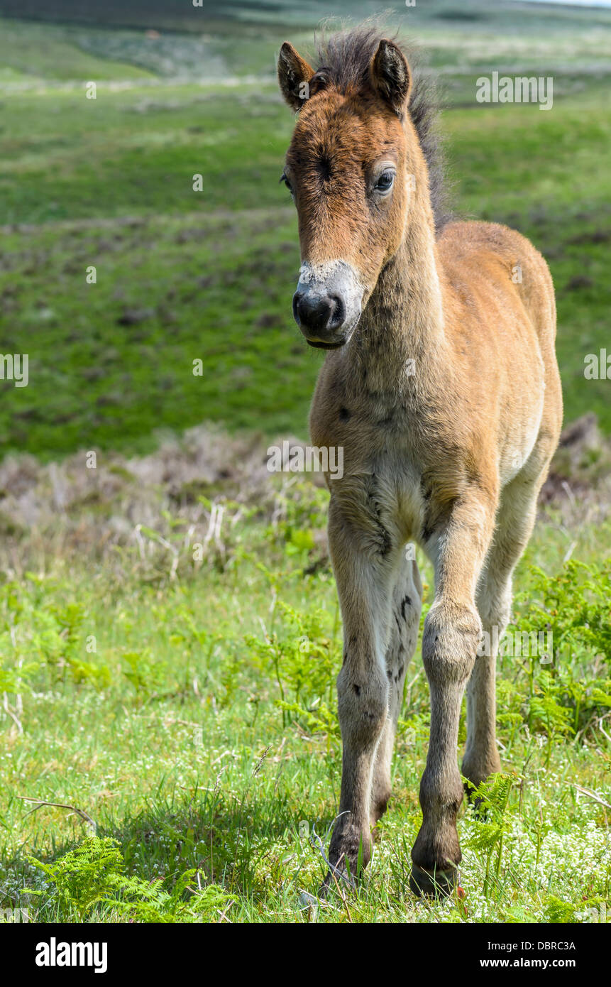 Checking me out! Stock Photo - Alamy