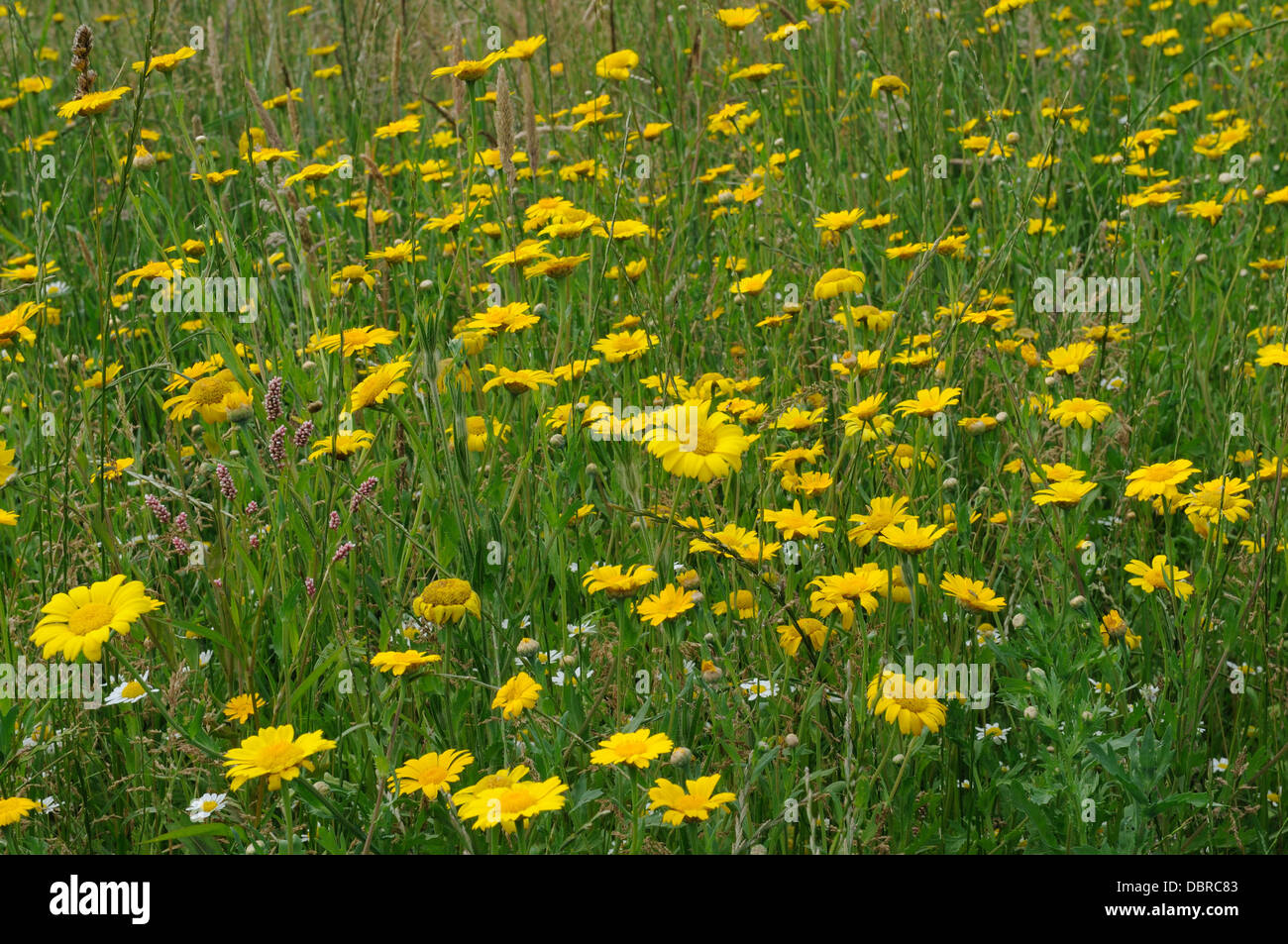 Yellow Chamomile flowers Anthemis tinctoria growing in an organic ...