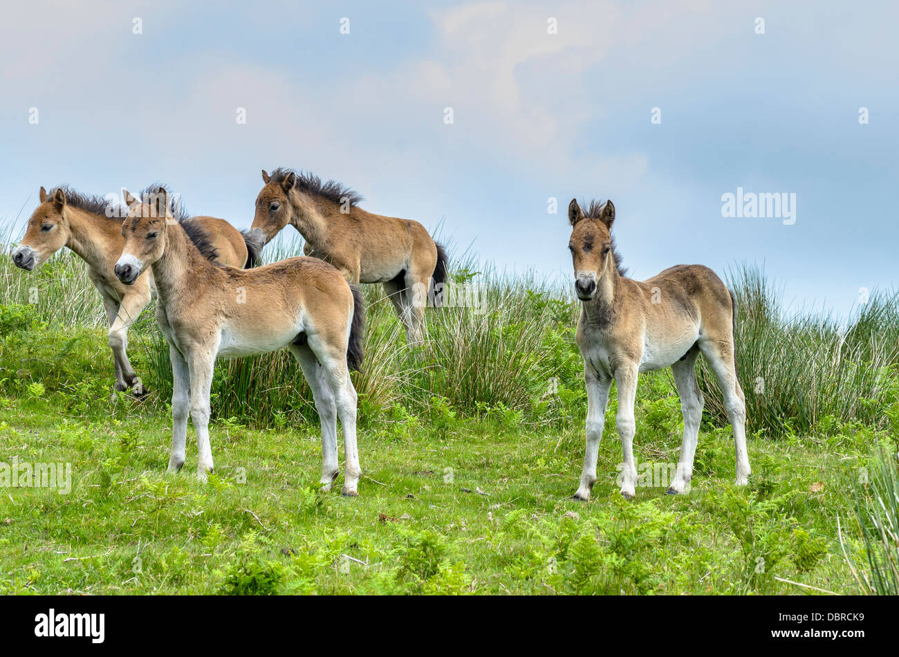 Exmoor ponies herd hi-res stock photography and images - Alamy