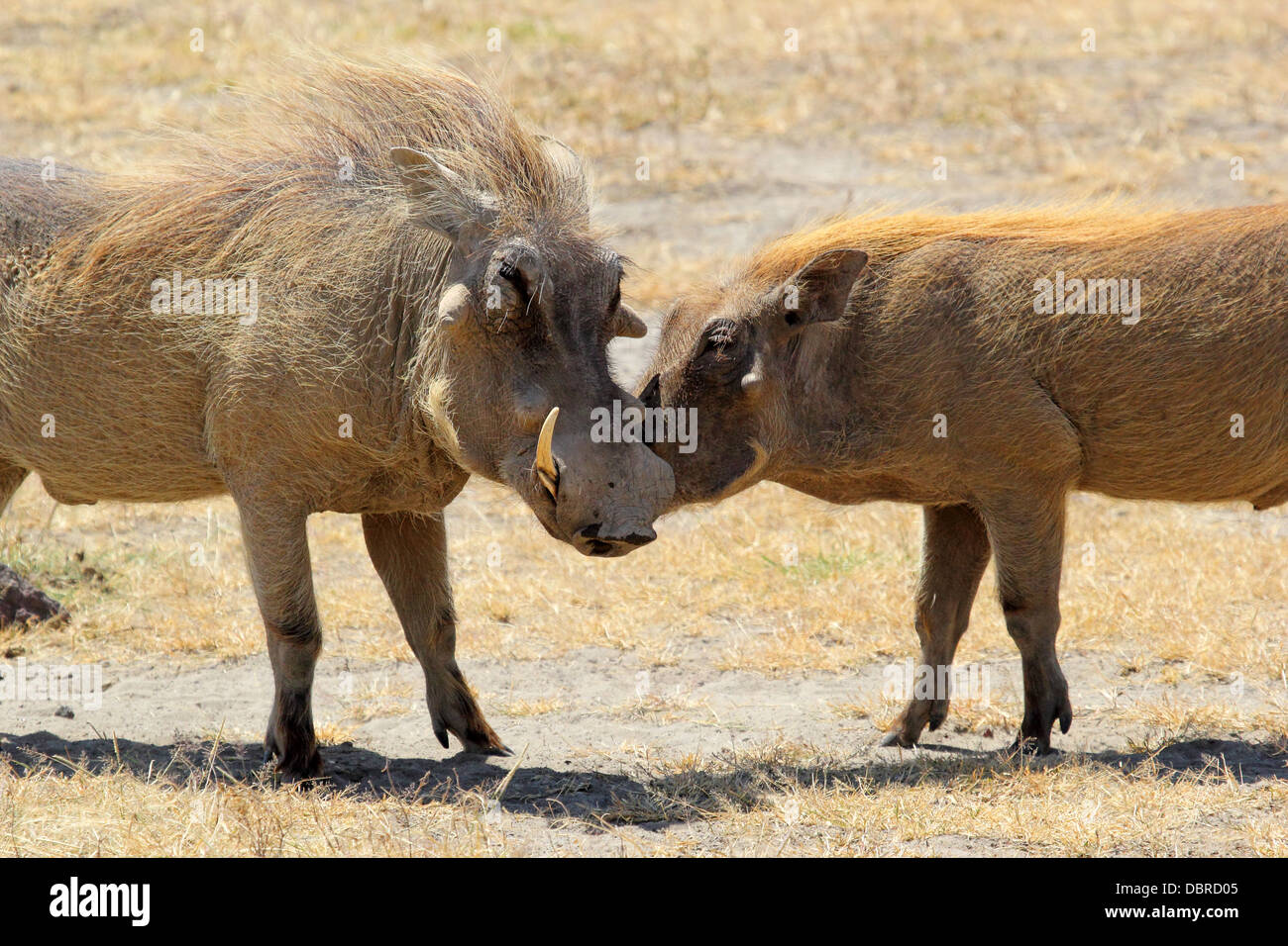 Warthogs mating hi-res stock photography and images - Alamy