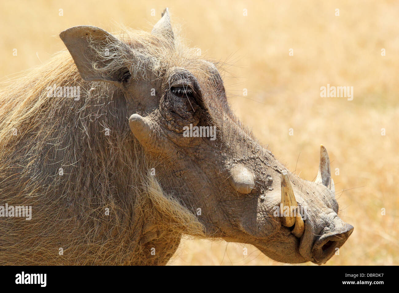 Portrait of a warthog (Phacochoerus africanus), side view Stock Photo ...