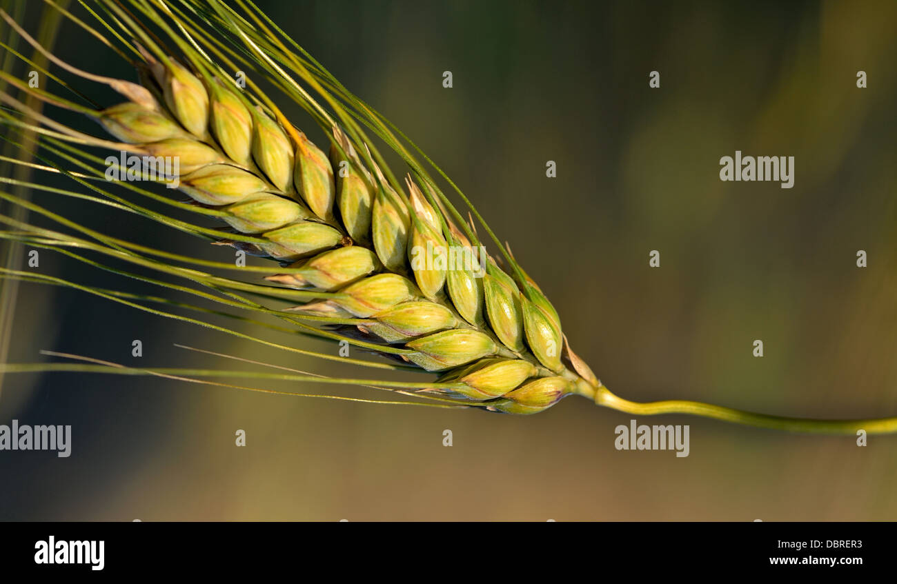 Gold ears wheat hi-res stock photography and images - Alamy