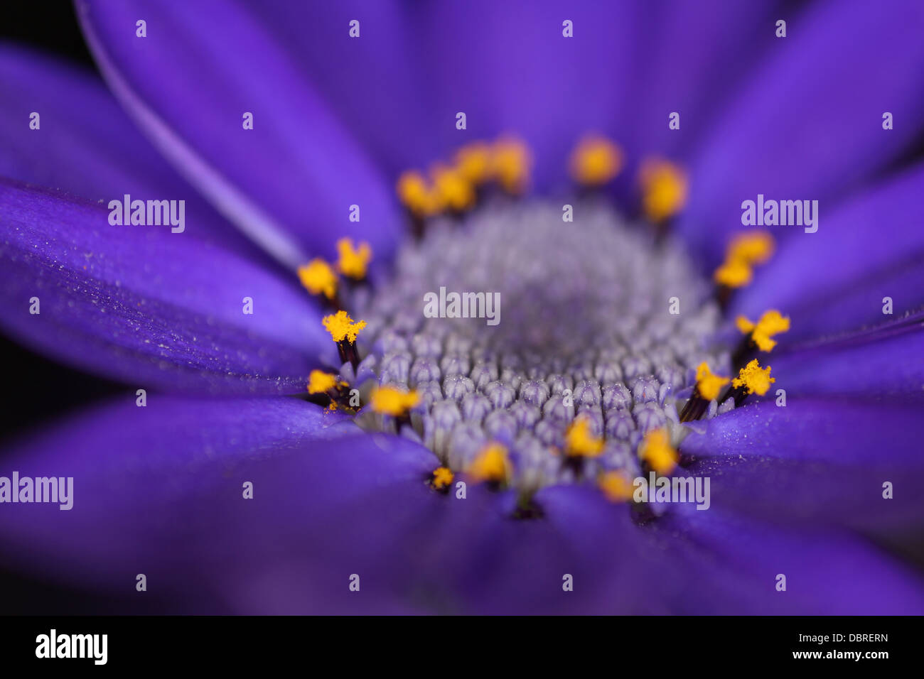 Cineraria Senecio Cruentus High Resolution Stock Photography and Images ...