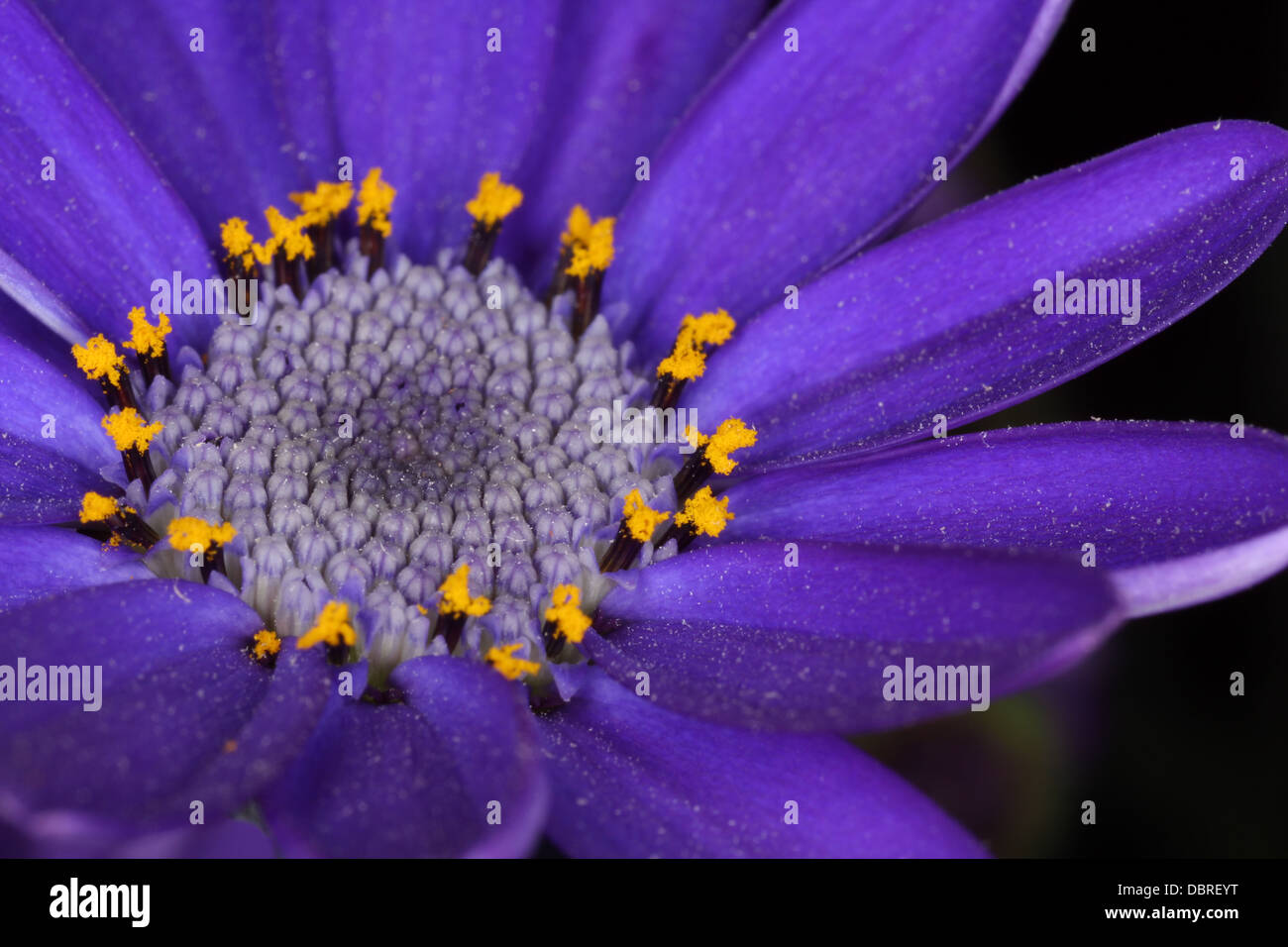 Cineraria Senecio Cruentus High Resolution Stock Photography and Images ...