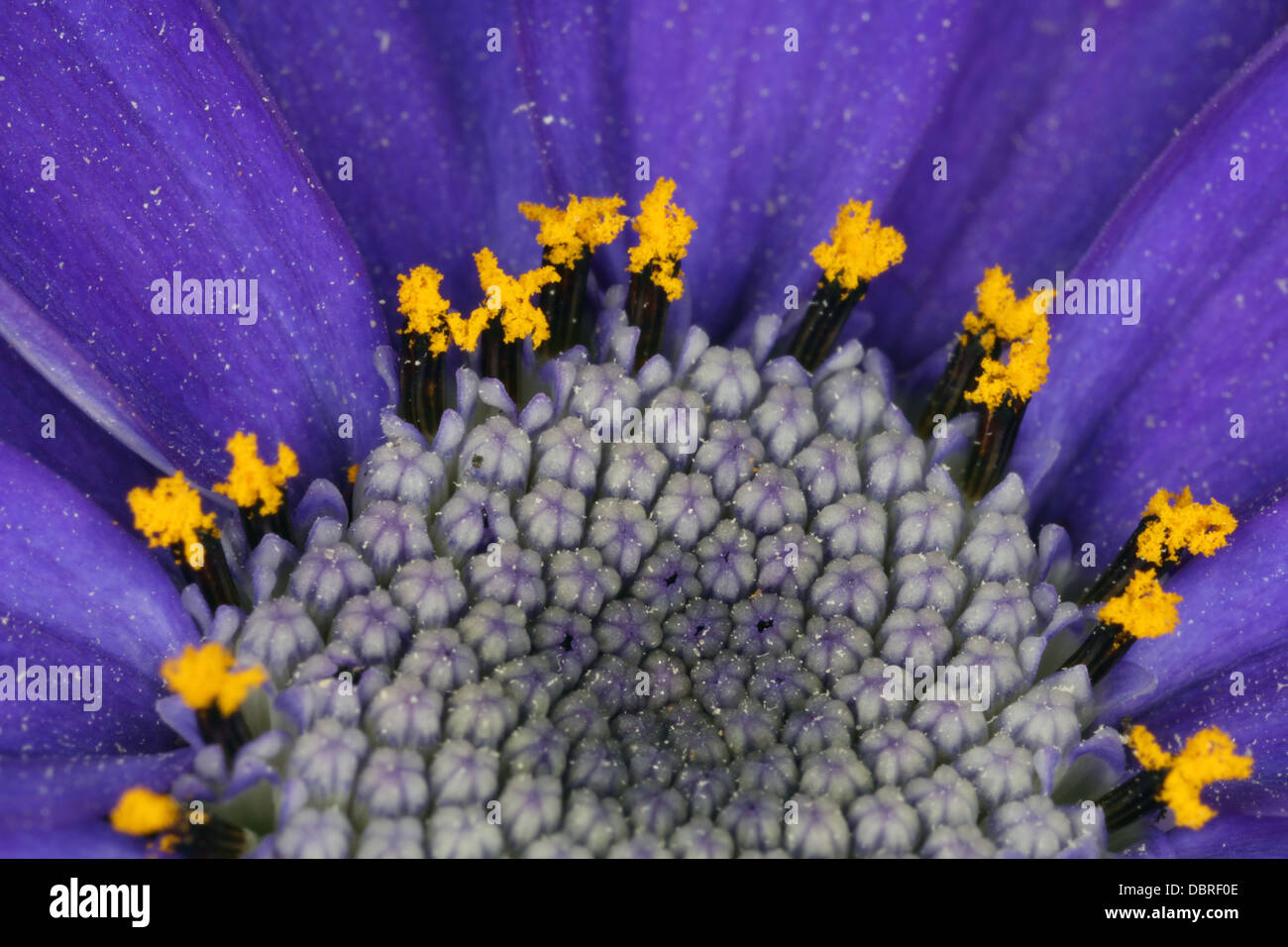 Cineraria Senecio Cruentus High Resolution Stock Photography and Images ...