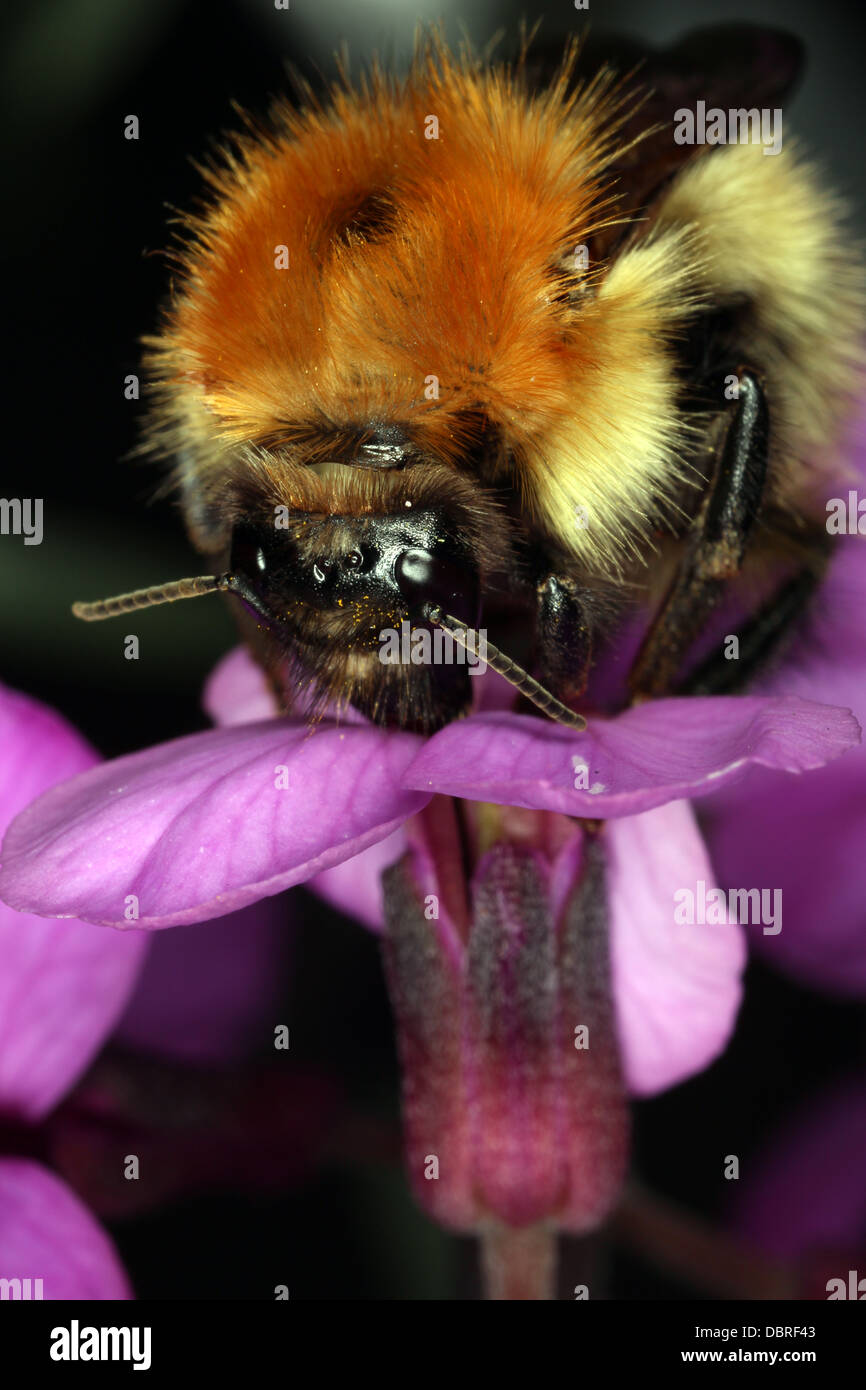 Family Apidae High Resolution Stock Photography and Images - Alamy