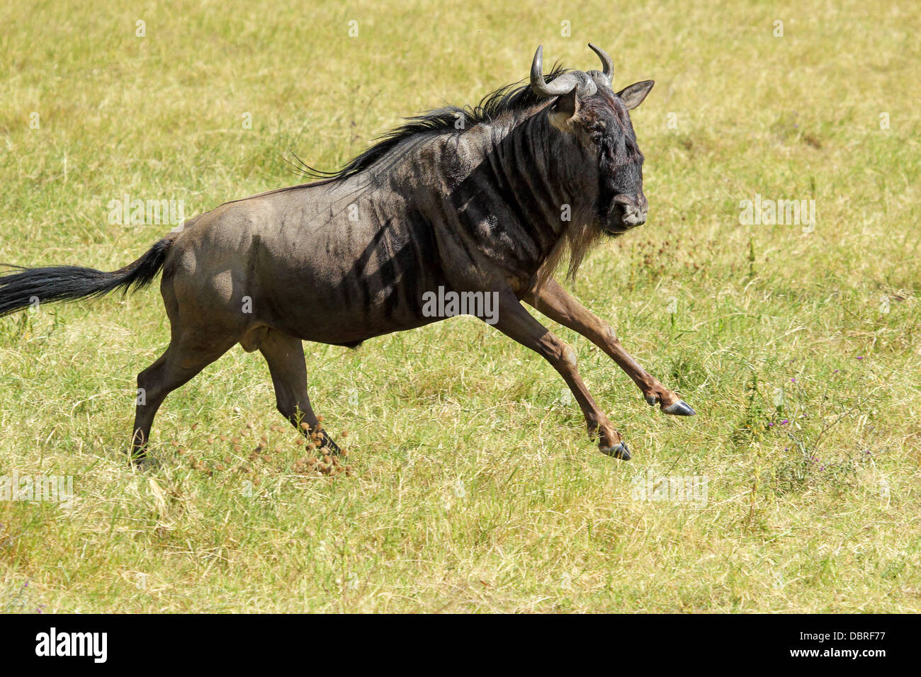 Wildebeest running male hi-res stock photography and images - Alamy