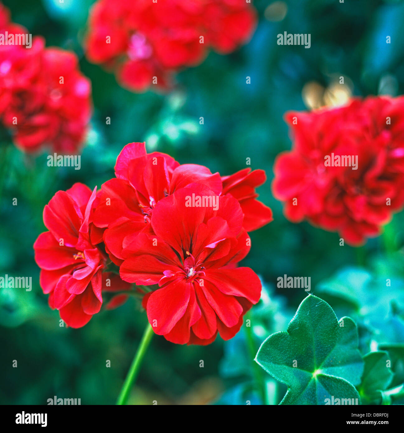 Ivy Leaved Geranium High Resolution Stock Photography and Images - Alamy
