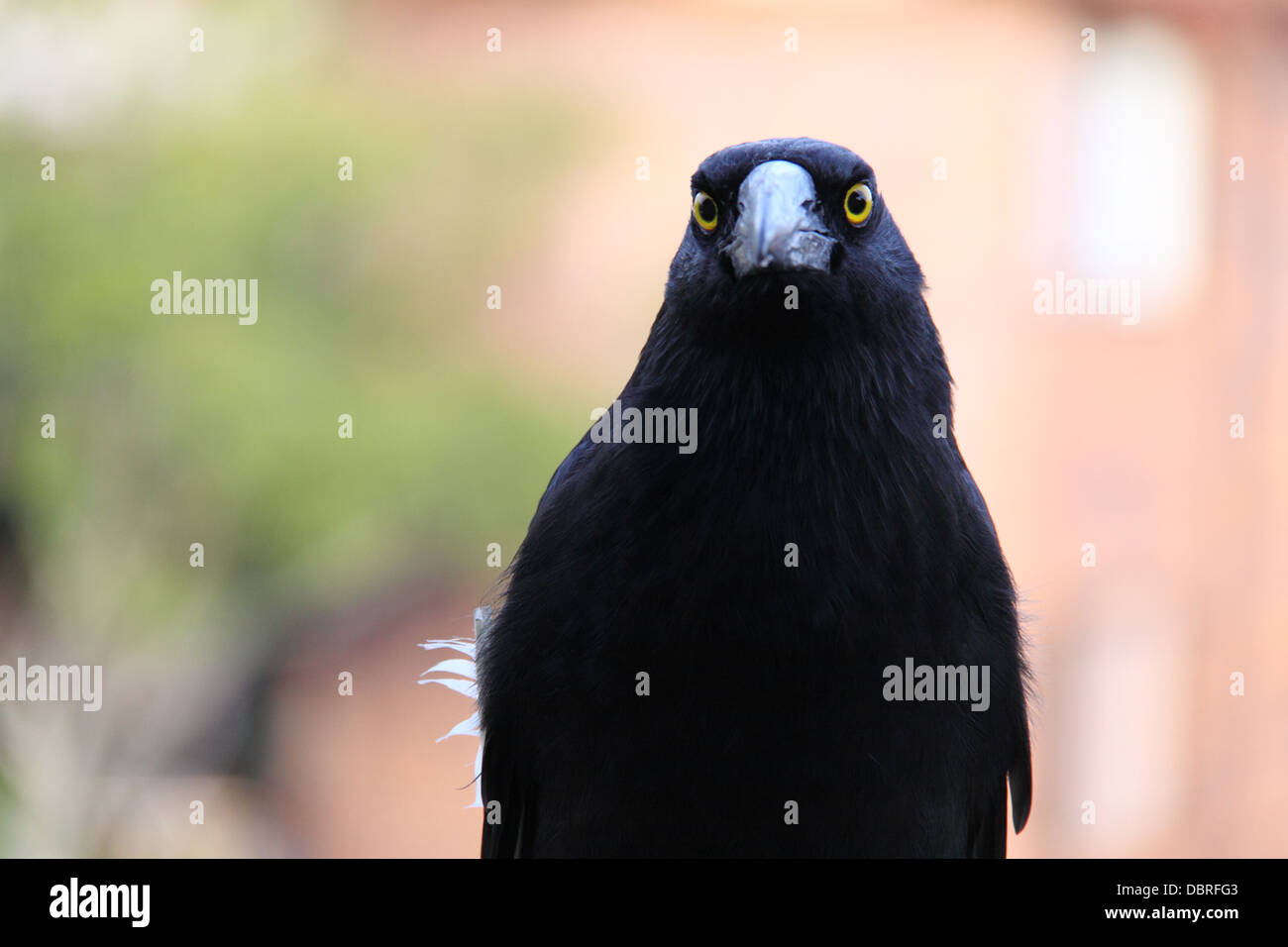 Mutton bird hi-res stock photography and images - Alamy