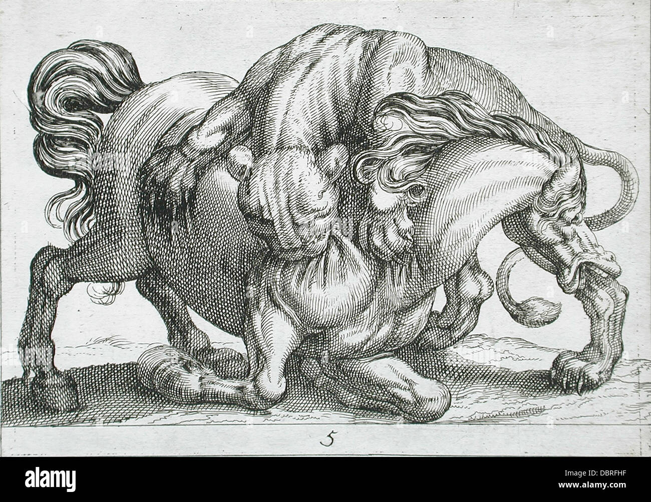 Lion attacking horse hi-res stock photography and images - Alamy