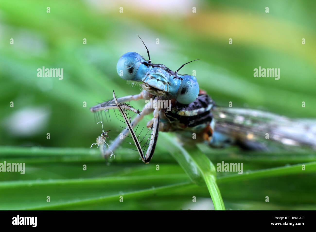 Blue Damselfly close-up of the eyes Stock Photo - Alamy