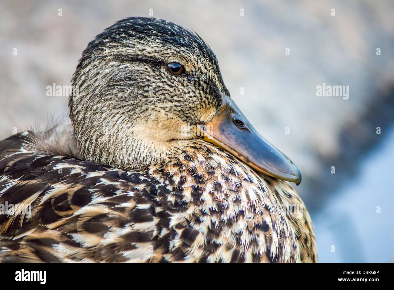 Portrait of a Duck Stock Photo - Alamy