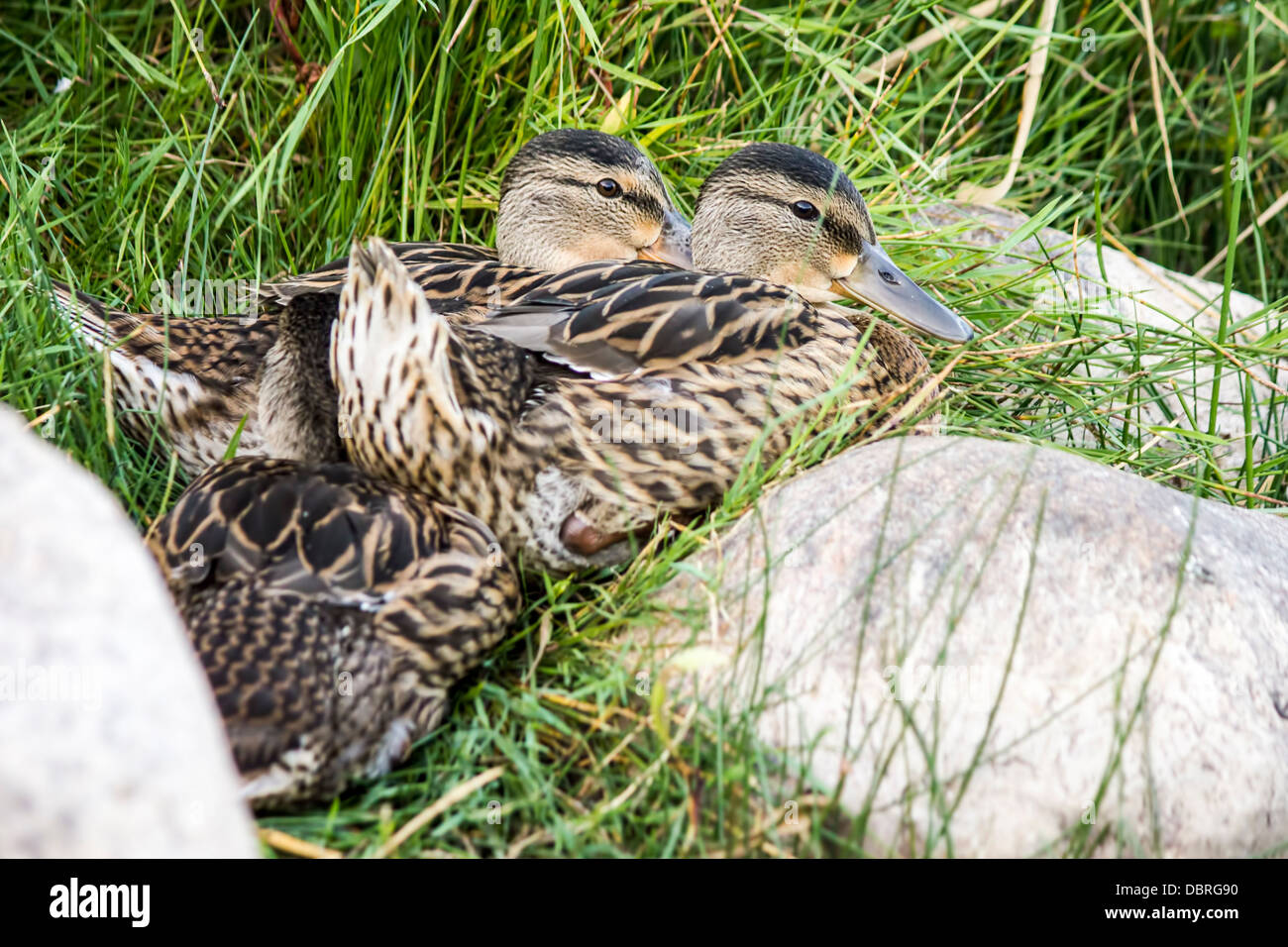 Duck above and below water hi-res stock photography and images - Alamy
