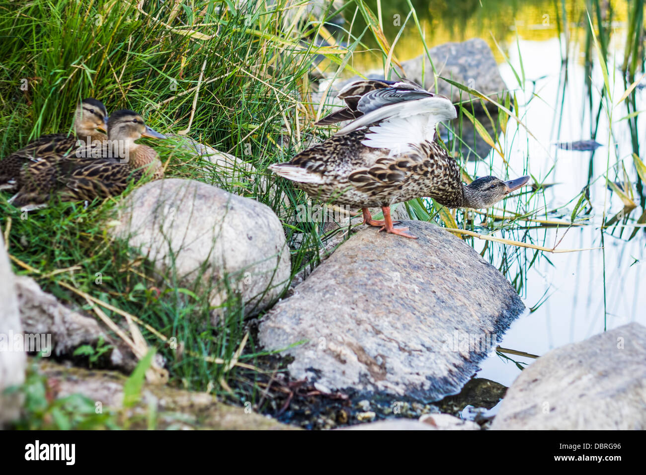 Duck above and below water hi-res stock photography and images - Alamy
