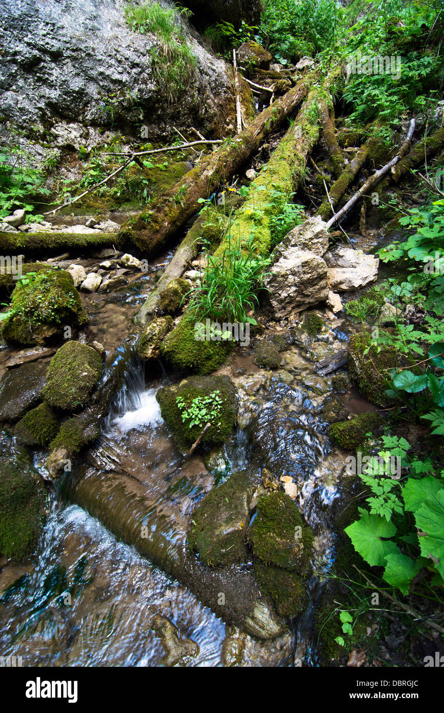 Flowing stream in the green forest Stock Photo - Alamy