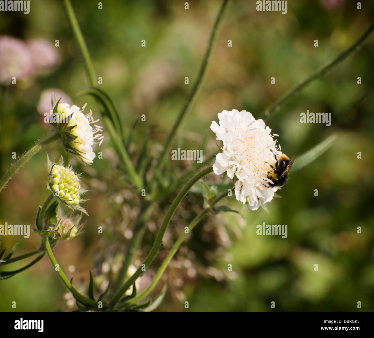 Bumblebee pollinating a white flower Stock Photo - Alamy