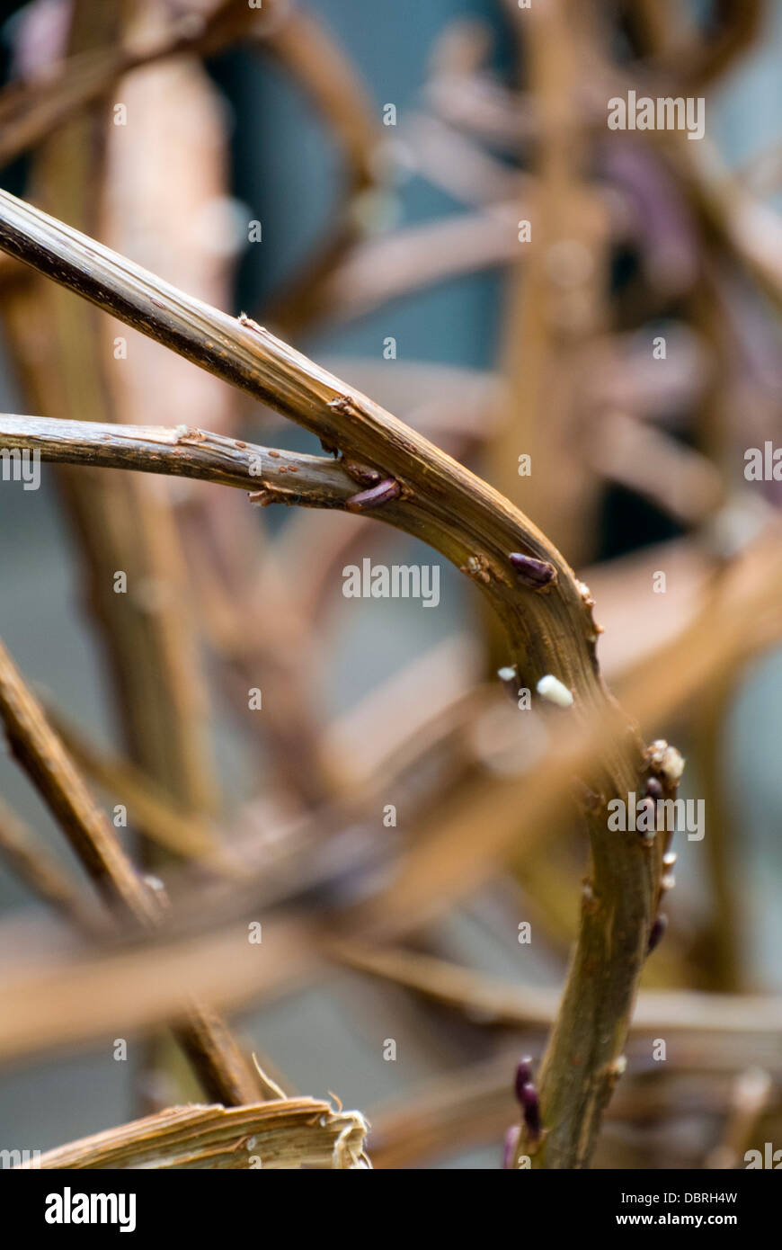 Plant flower roots hi-res stock photography and images - Alamy