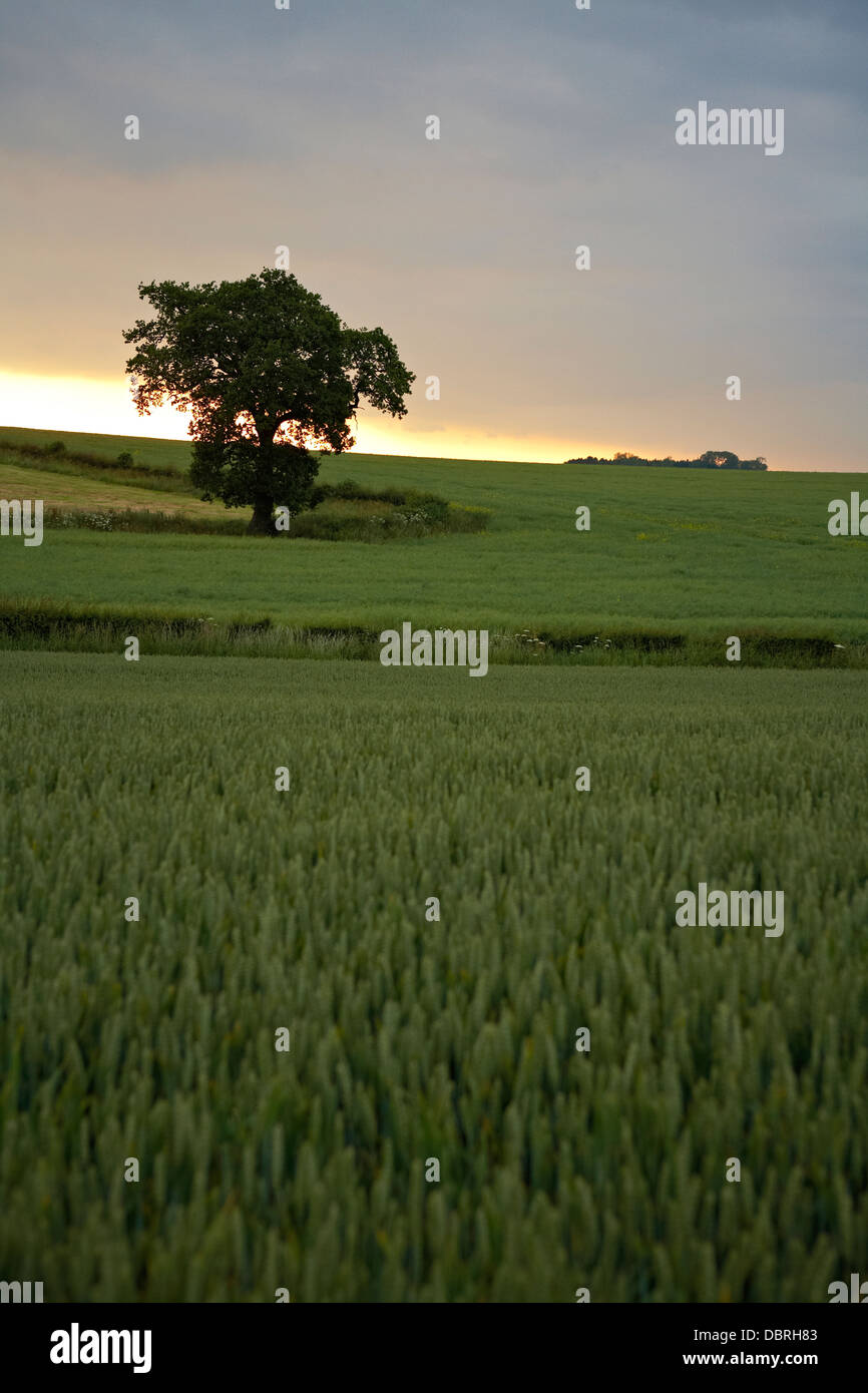Barkway Hertfordshire High Resolution Stock Photography and Images - Alamy