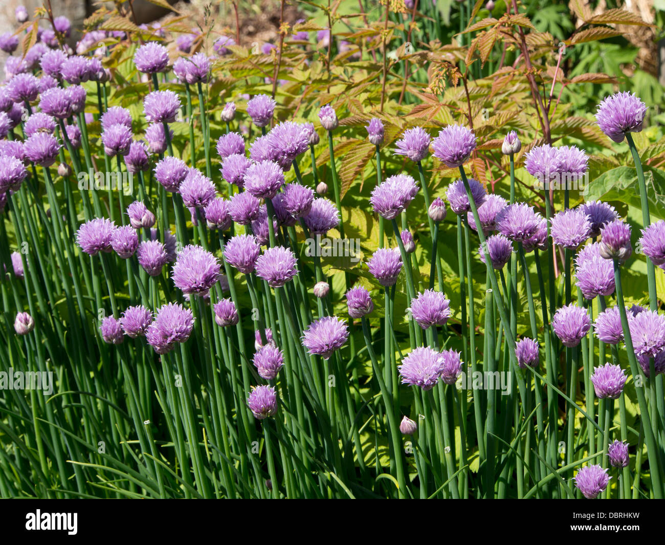 Row of chives in full bloom Stock Photo - Alamy