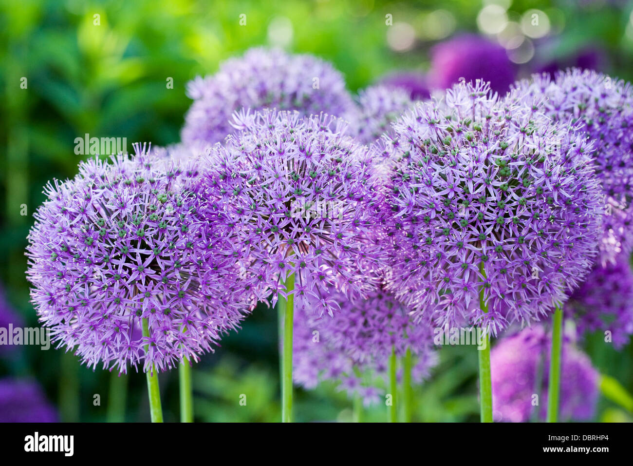 Alliums hi-res stock photography and images - Alamy