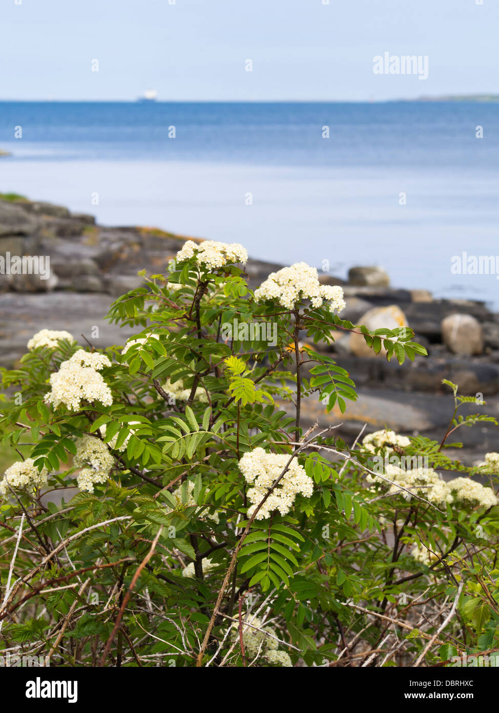 European Rowan on the shoreline of the North Sea outside Stavanger ...