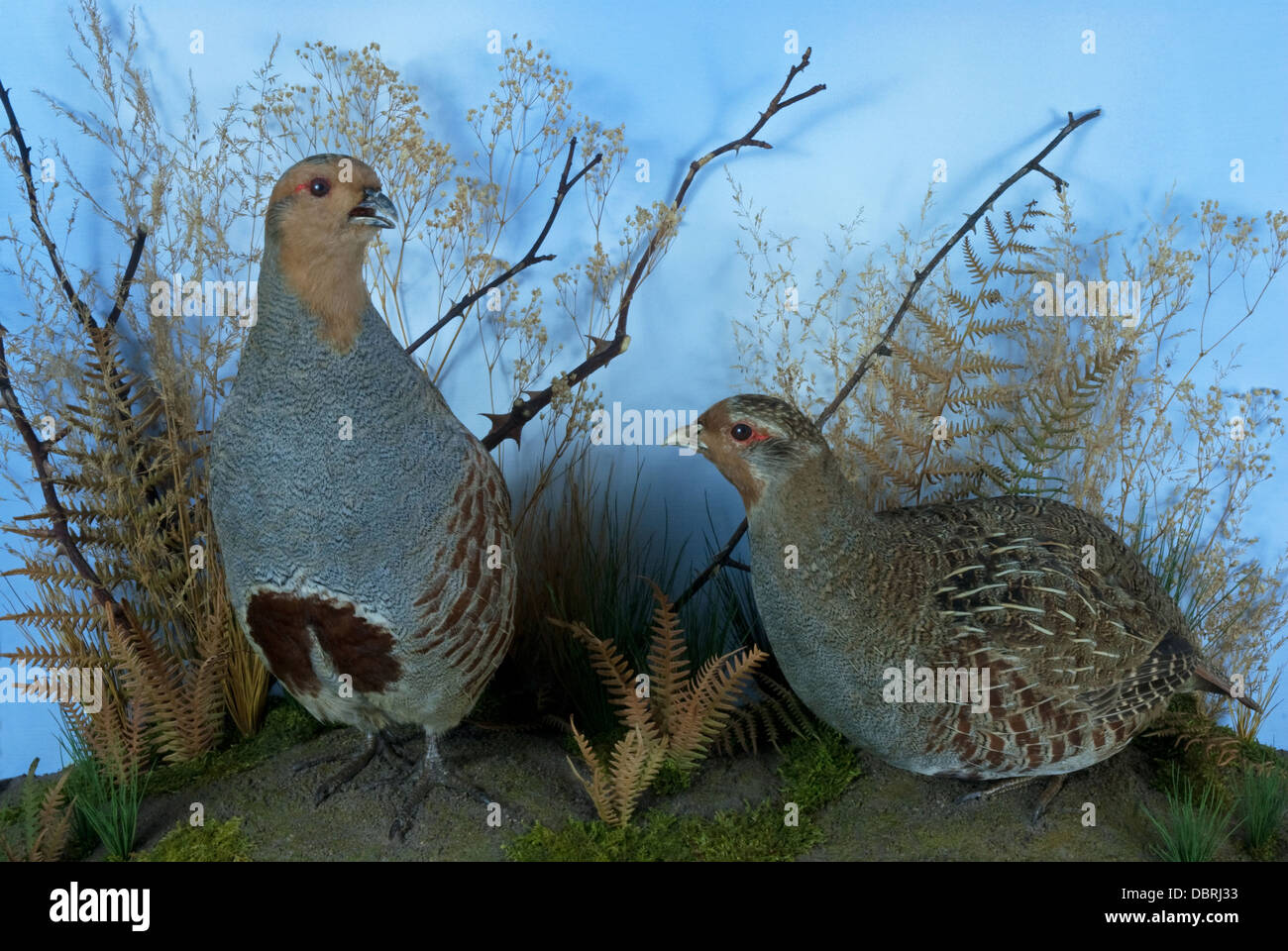 Pair of stuffed English Partridges in taxidermy display case Stock ...