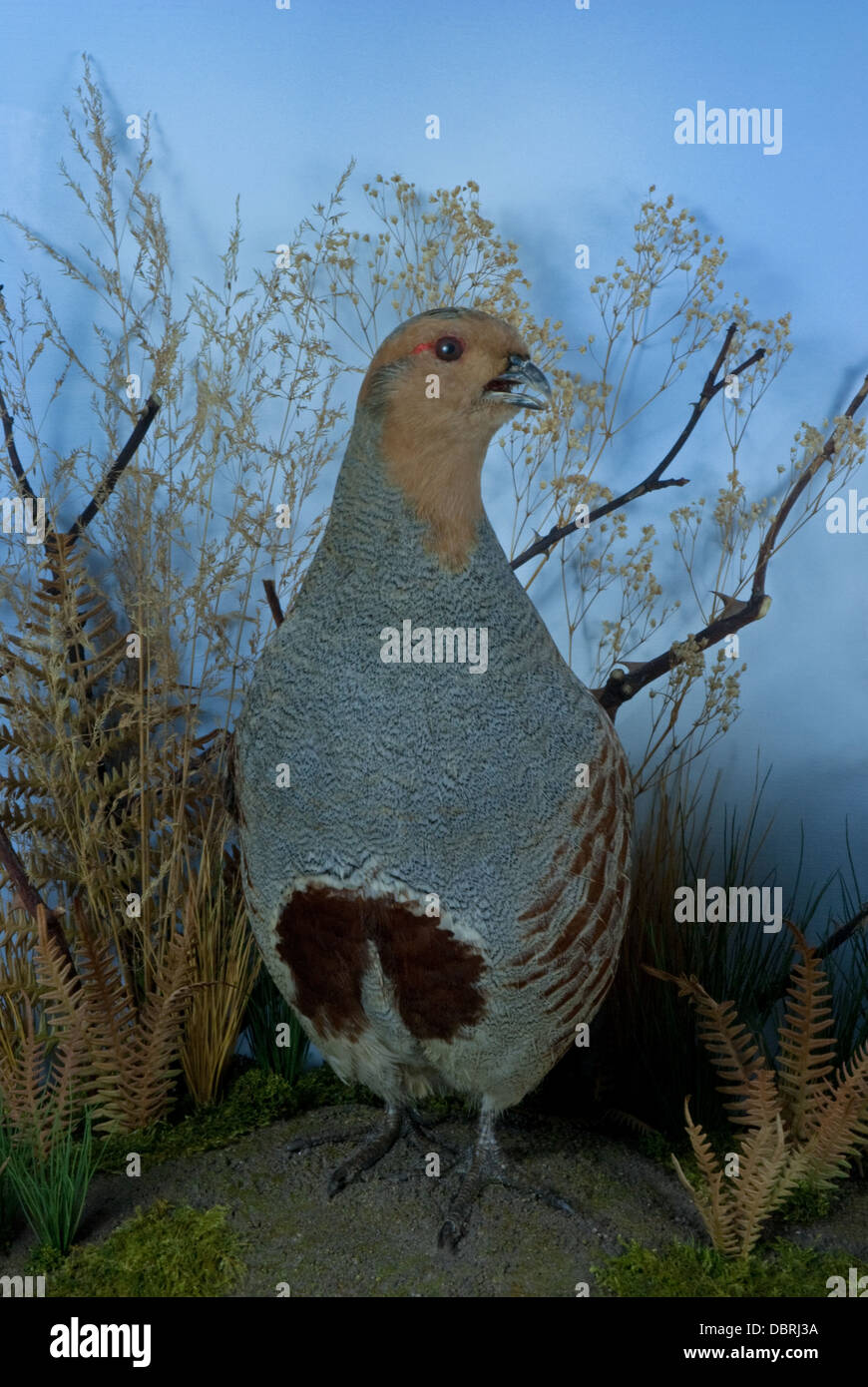 Stuffed English Partridge in taxidermy display case Stock Photo - Alamy