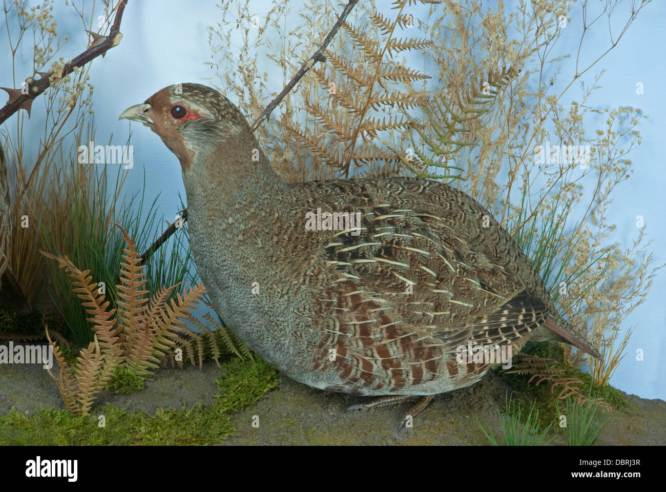 Stuffed English Partridge in taxidermy display case Stock Photo - Alamy