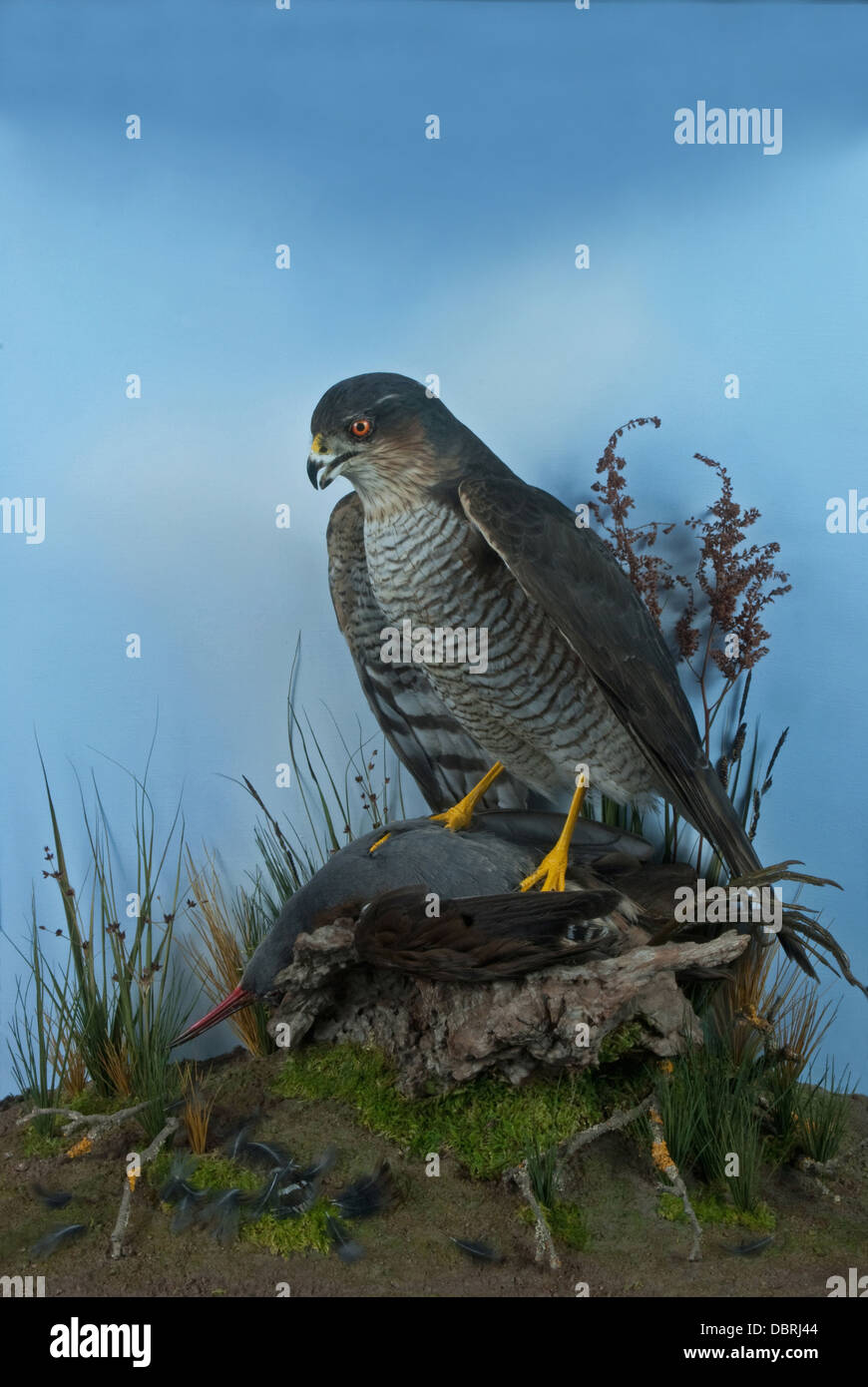 Sparrow-hawk mounted on water rail in taxidermy case Stock Photo - Alamy
