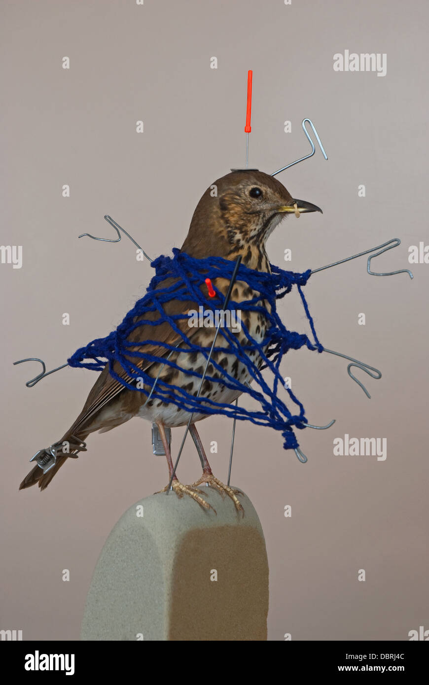 Incomplete taxidermy hi-res stock photography and images - Alamy