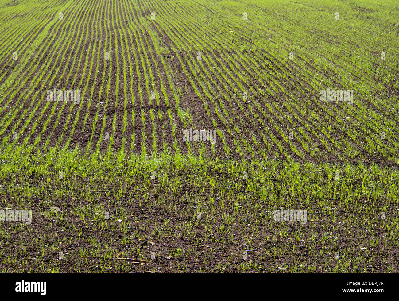 Planted too close hi-res stock photography and images - Alamy