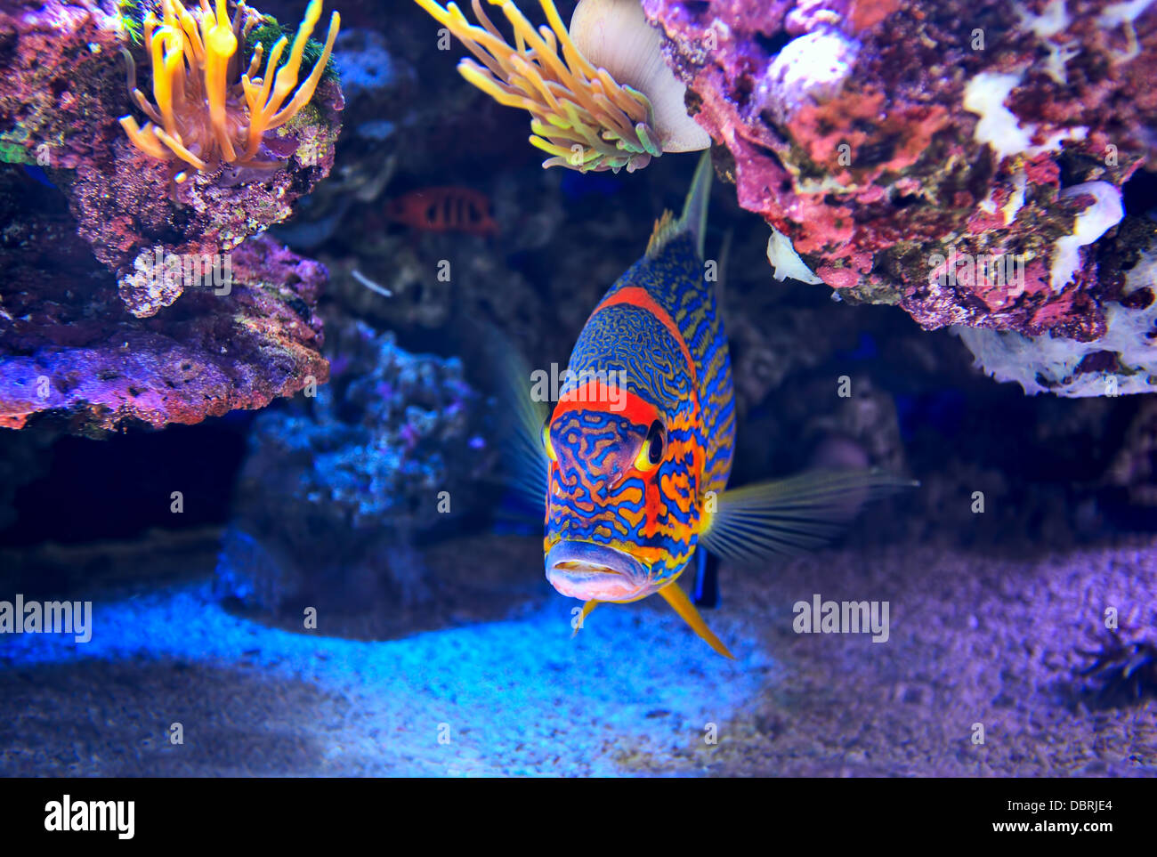 Aquarium fish corals hi-res stock photography and images - Alamy