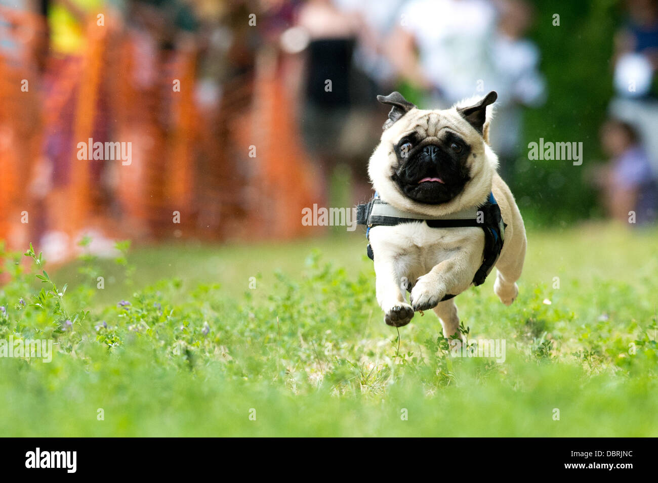Berlin, Germany. 03rd Aug, 2013. A pug runs around during the 4th ...
