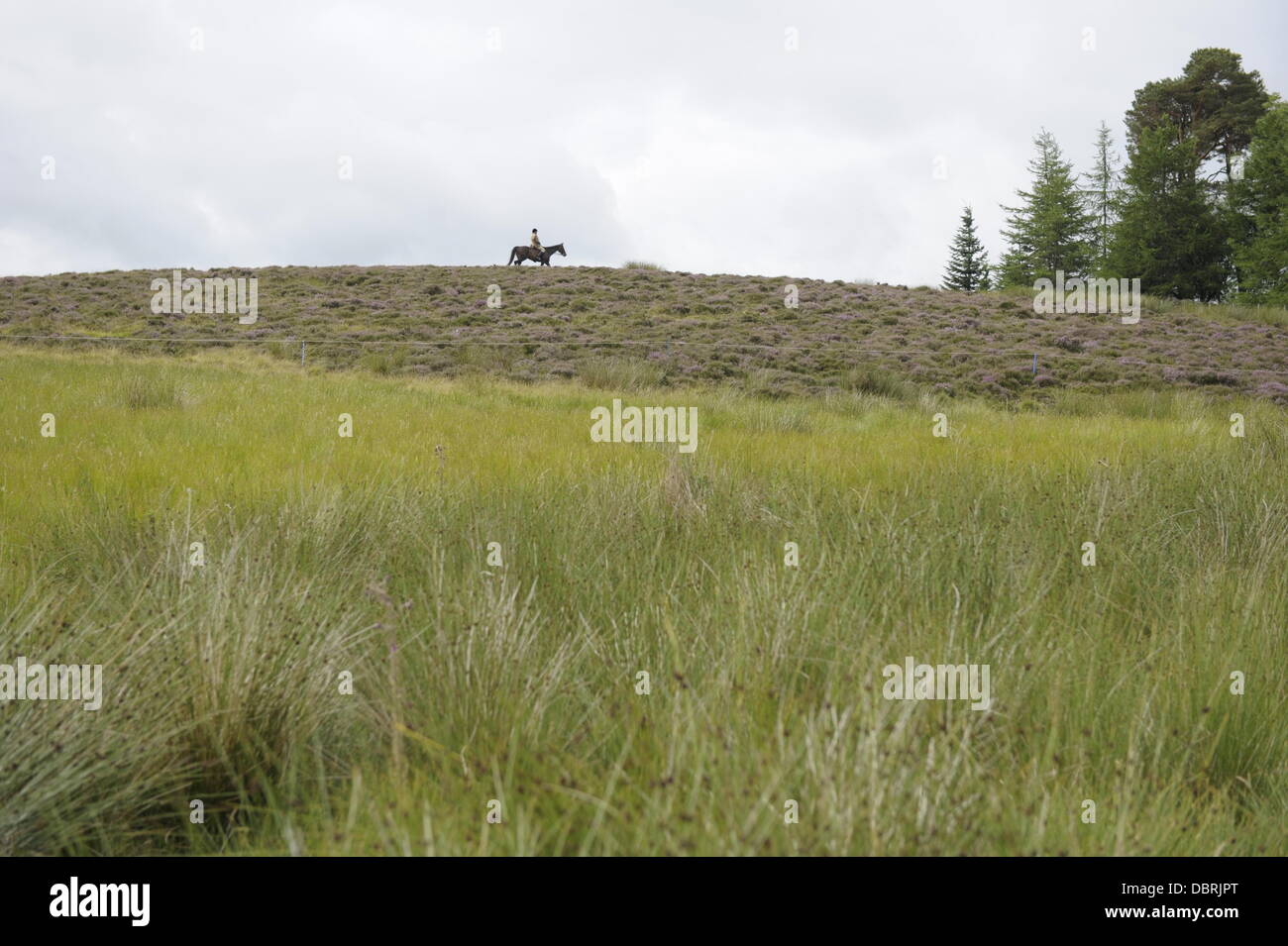 Lauder Common Riding Festival Traditional Cornet High Resolution Stock ...