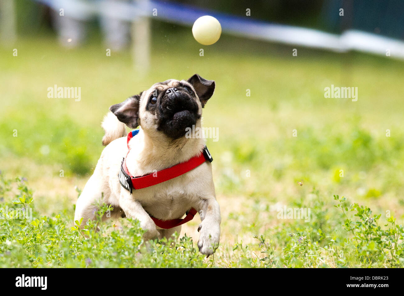 Berlin, Germany. 03rd Aug, 2013. Pug "Lotte" runs around during the 4th ...