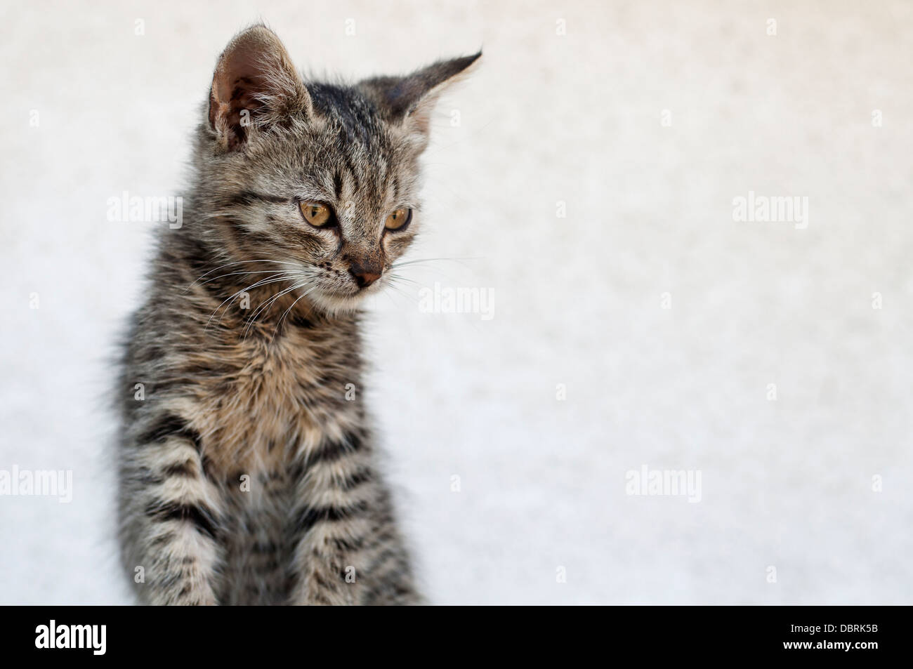 Adorable tabby hi-res stock photography and images - Alamy