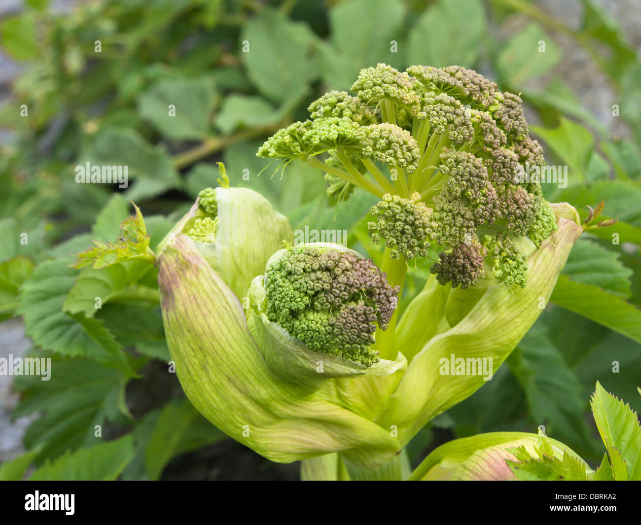 Wild celery hi-res stock photography and images - Alamy