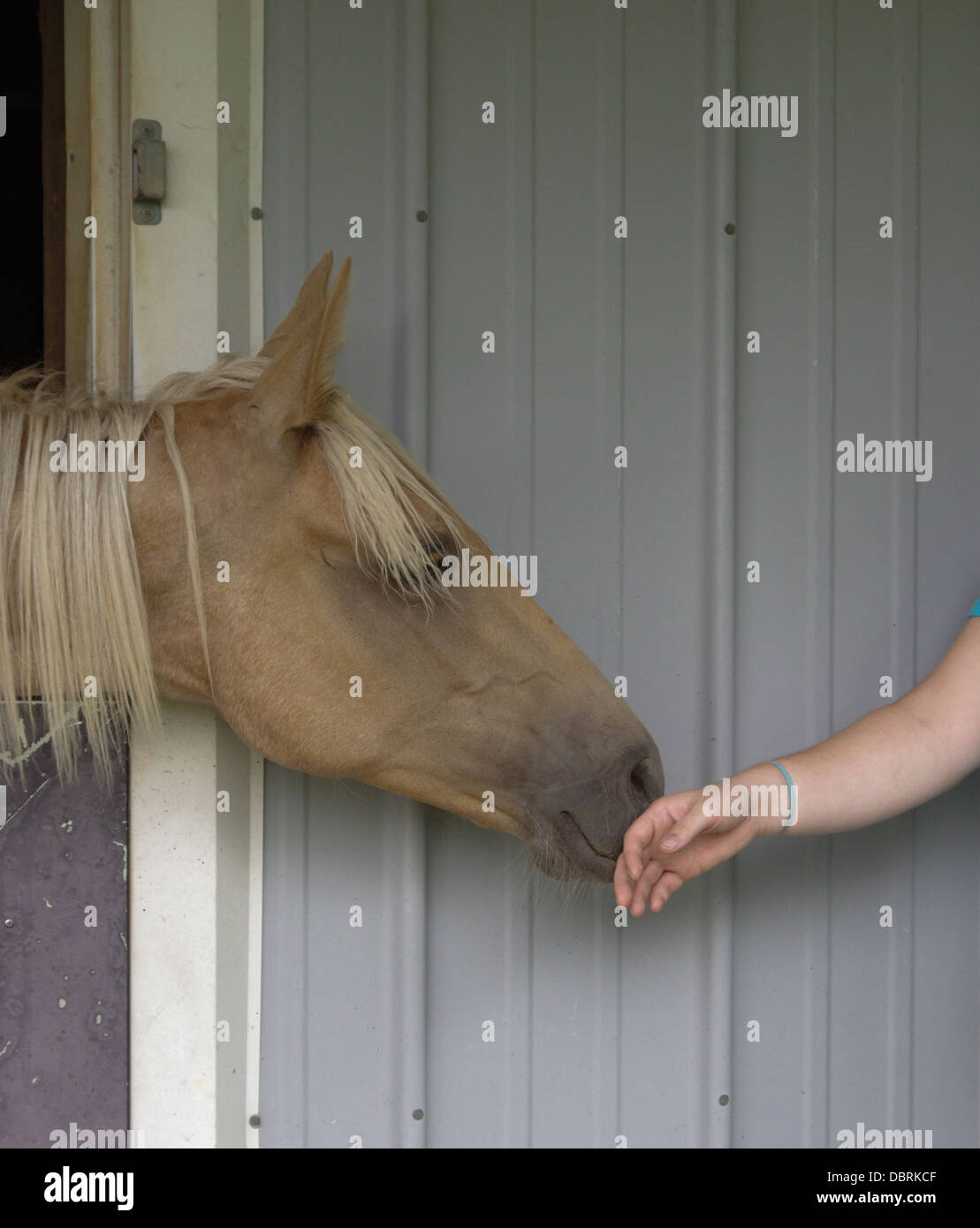 Palomino Tennessee Walking Horse Yearling Filly and Person Stock Photo ...