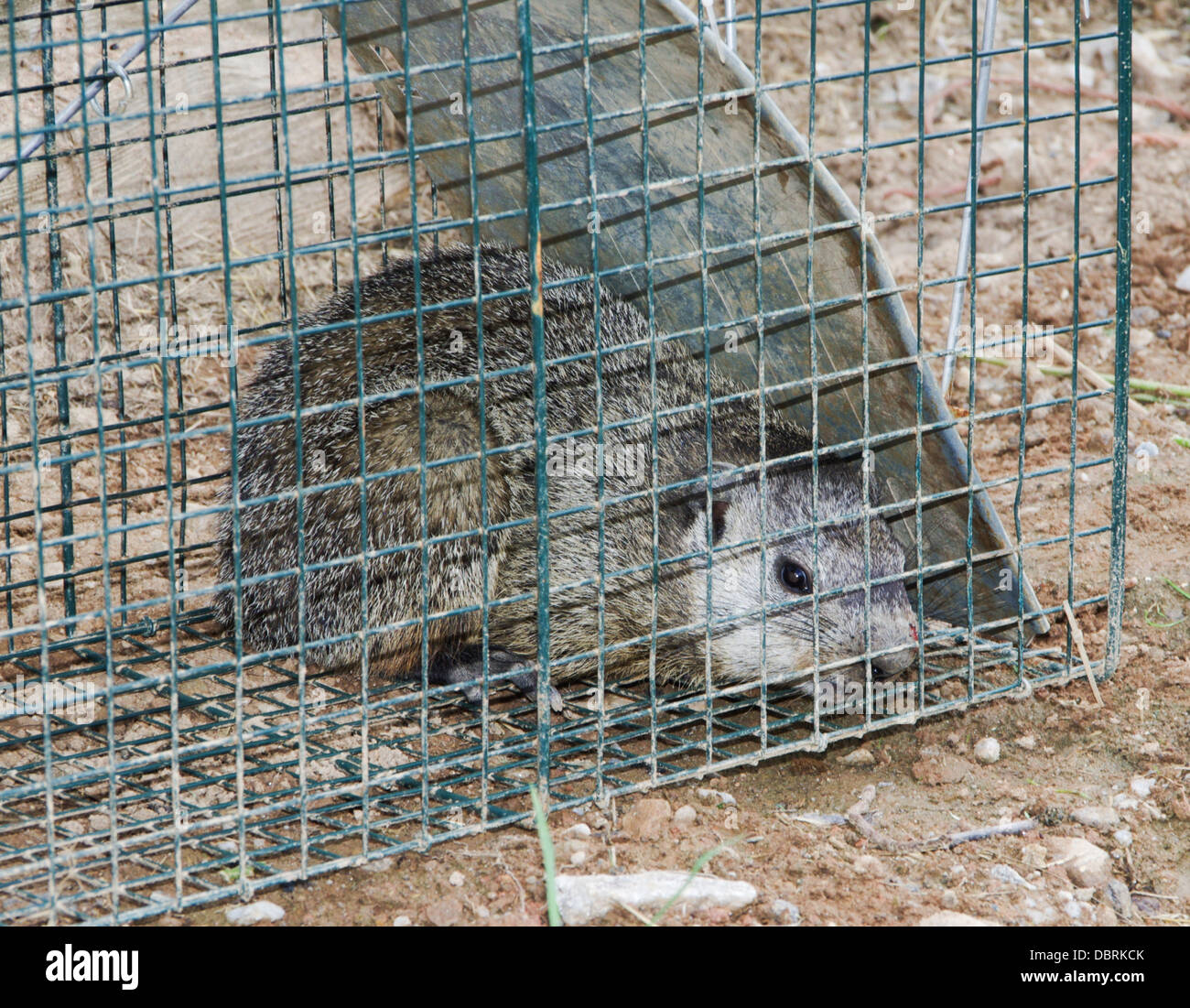 Groundhog, Marmota monax, in a humane trap Stock Photo - Alamy