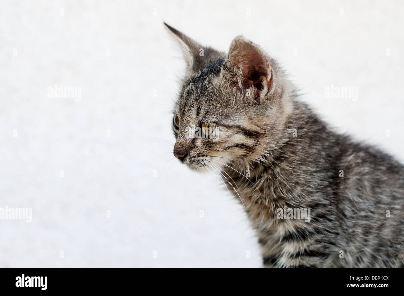 Adorable tabby hi-res stock photography and images - Alamy