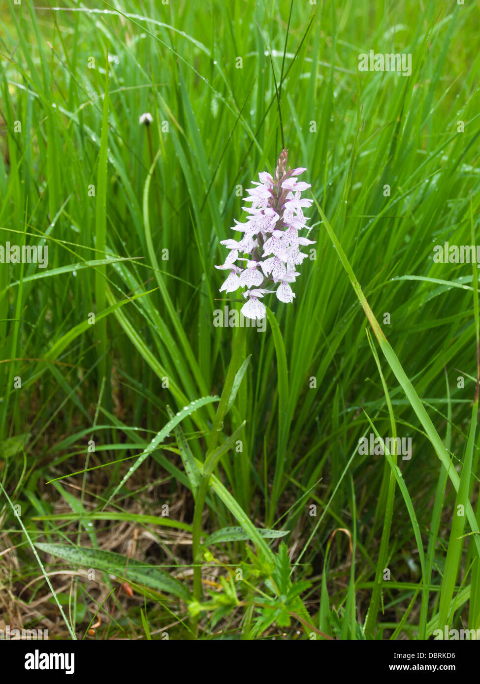 marsh orchid or spotted orchid Dactylorhiza Orchidaceae in a protected ...