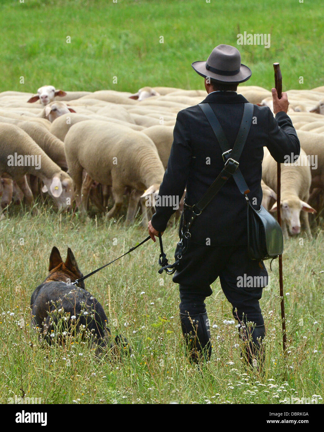 Shepherd Herbert Kind heards sheep with a shepherd dog during the 22nd ...