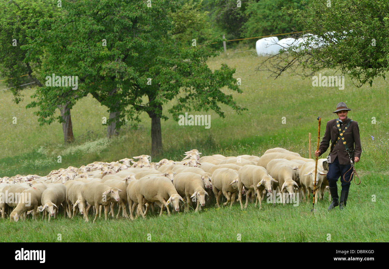 Shepherd Bertram Scheler herds sheep during the 22nd Thuringian ...